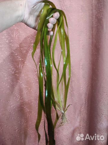 Валлиснерия гигантская