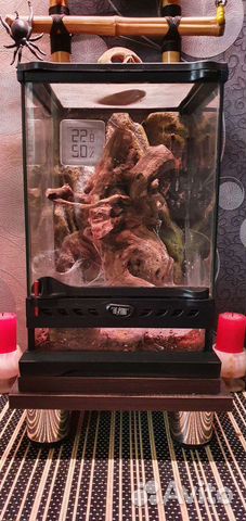 Паук птицеед Poecilotheria metallica