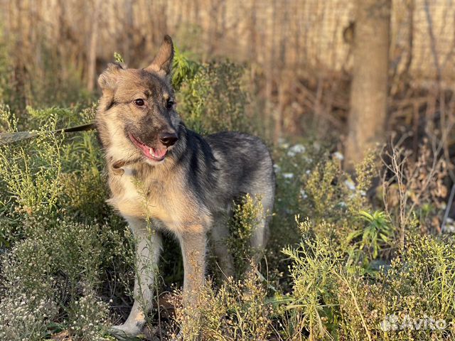 Умная лапушка, пёс Маршал