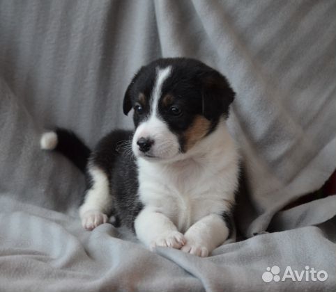 Ищем заботливые ручки для Шантара