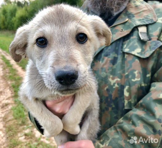 Щенок в добрые руки