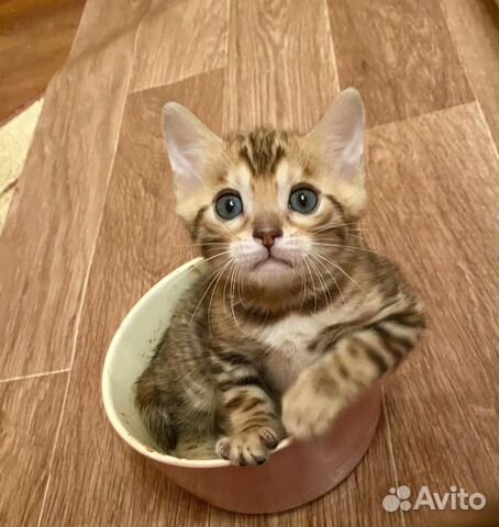 Милые бенгальские котятки
