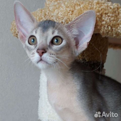 Абиссинская малышка