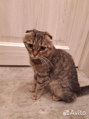 Кошки шотландцы вислоухие