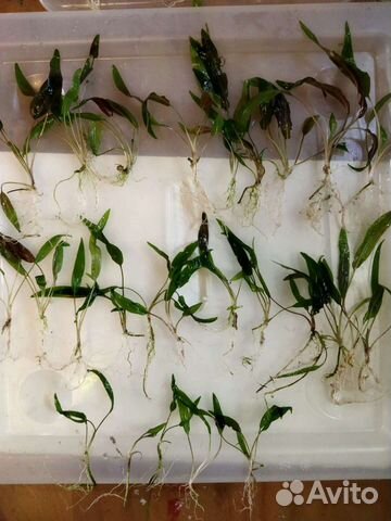 Водоросли криптокарина