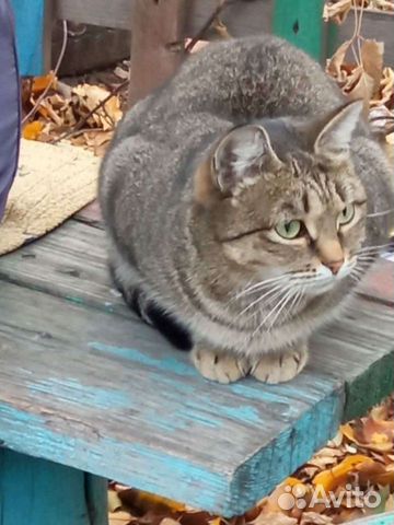 Кошечка мышеловка