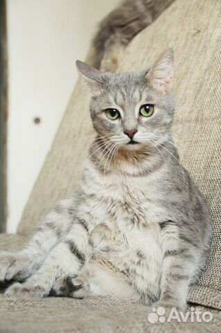 Ласковый Ирбис