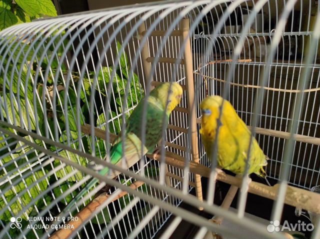 Отдам двух волнистиков (мальчик и девочка) в добры