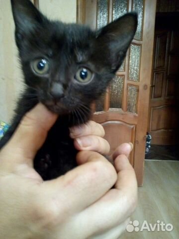 Кошечка, 1 месяц
