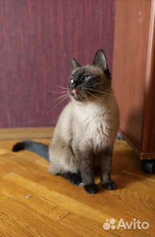 Кошка тайская ищет дом