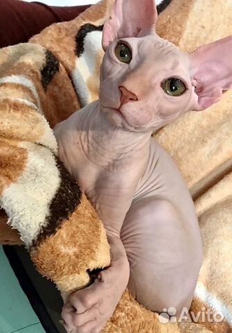 Канадский сфинкс котенок