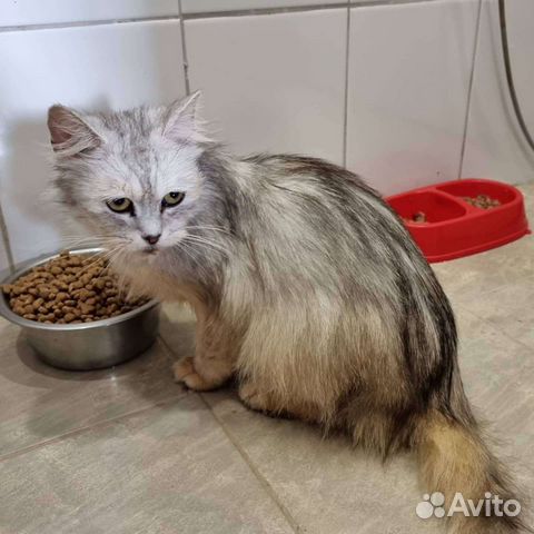 Метис британской кошки в дар