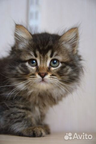 Очаровательные пушистики порядочным людям