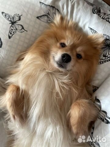 Немецкий Средний шпиц