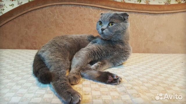 Отдаем Шотландскую Вислоухую кошку
