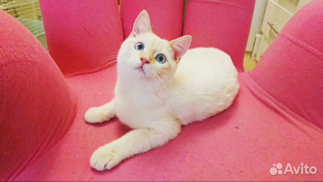 Люсик - белый котик с голубыми глазами ищет дом