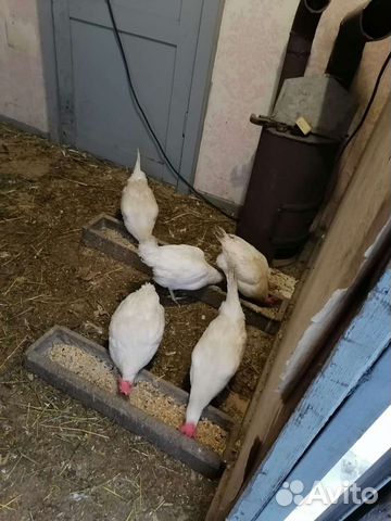 Куры несушки