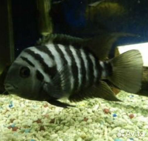 Рыбки цихлиды