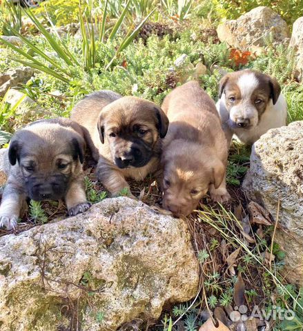 Карапузы ищут дом