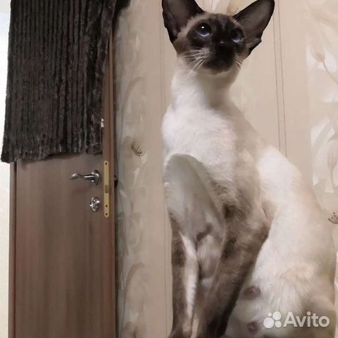 Ориентальная кошка