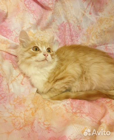 Котенок Персей в добрые руки