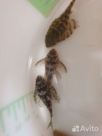 L201 Big spot и L 397