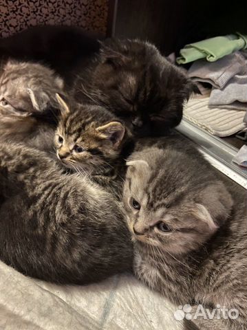 Шотладский котенок