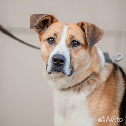 Чудесная собака ищет дом, в добрые руки