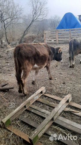 3 Тёлки по 2 года о одной год