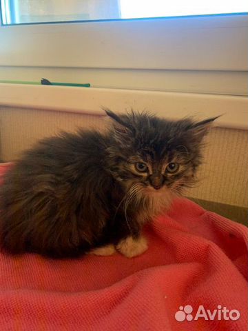 Кроха котенок в добрые руки