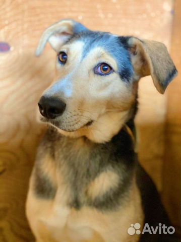 Собчка из приюта спасите от холода