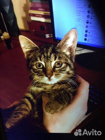 Котёнок,европейская, гладкошерстная