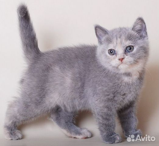 Две коротколапых девочки Манчик,2 мес