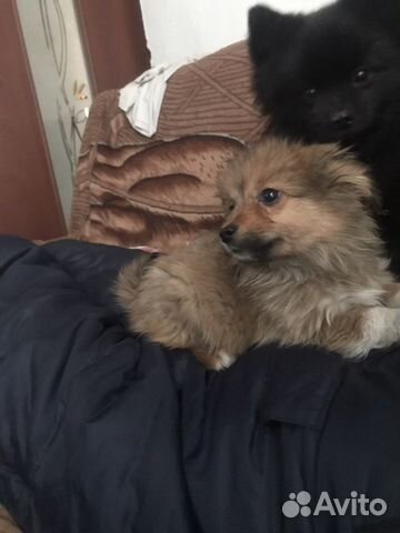 Щенки немецкого шпица