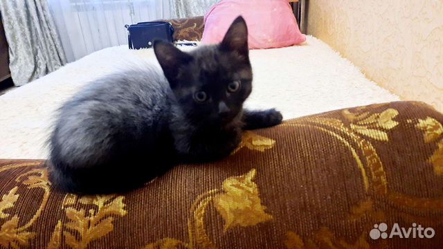 Котята в добрые руки даром