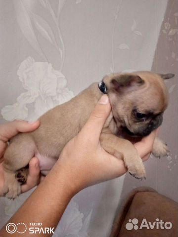 Французский парень