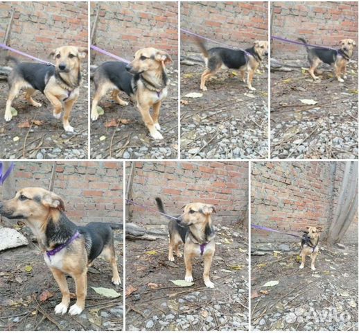 Собака девочка малышка ищет дом