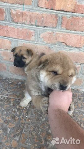 Собаки бесплатно