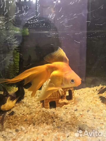 Отдам золотую рыбку
