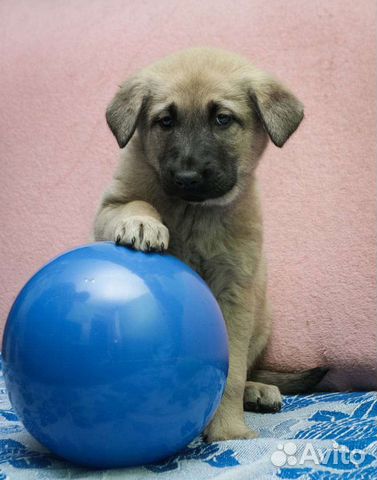 Щенок Герда