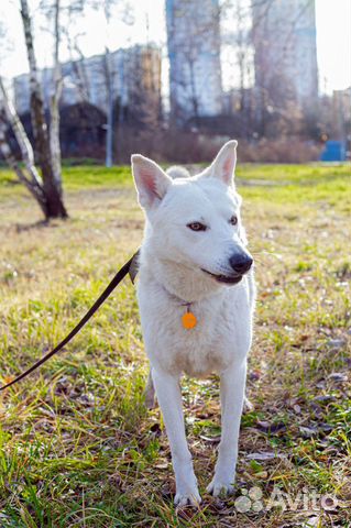 Белый игривый волчонок Альф