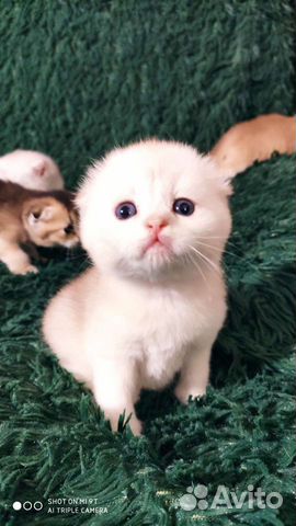 Шотландский вислоухий котик