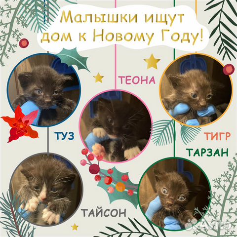 Милые котята в дар в спб и ло