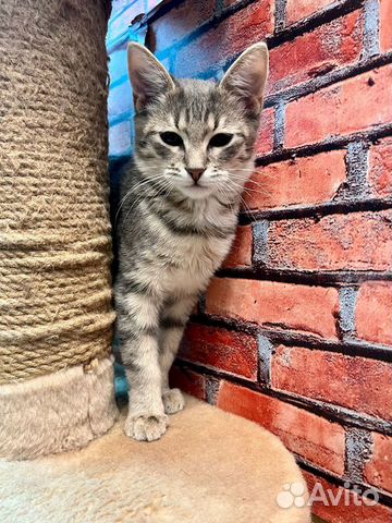 Котенок Рио 3,5 мес