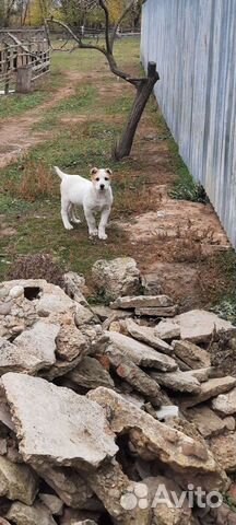 Собака алабай