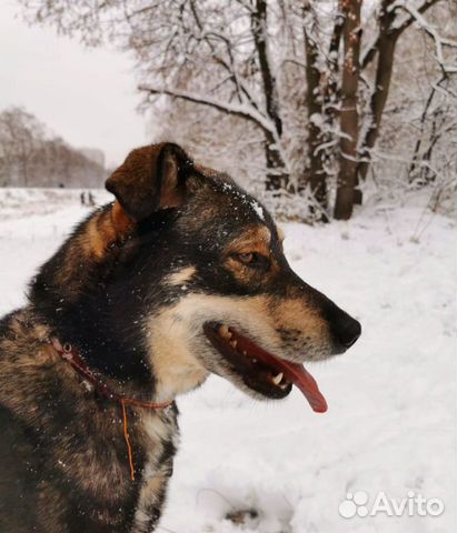 Боня ищет любящую семью