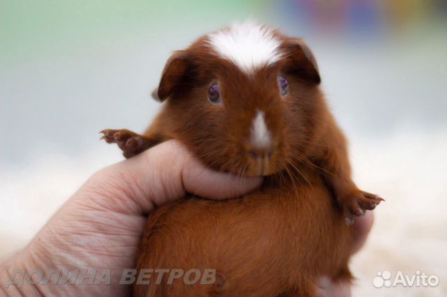 Девочка американский крестед, золотой