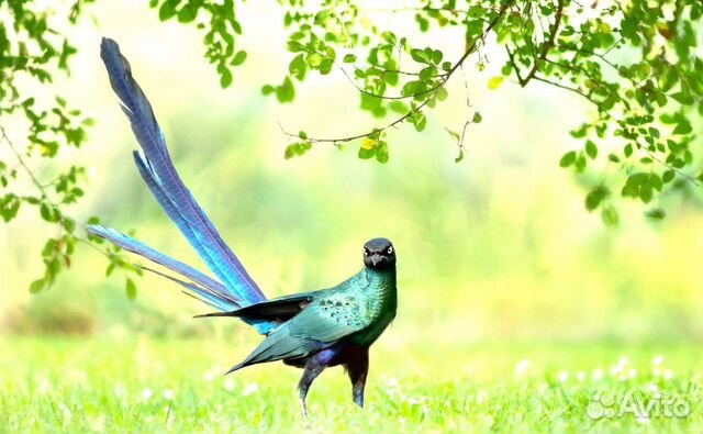 Длиннохвостый блестящий скворец