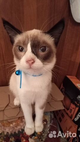Кот на вязку