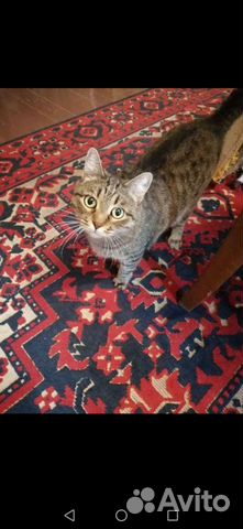 Котик Гриша